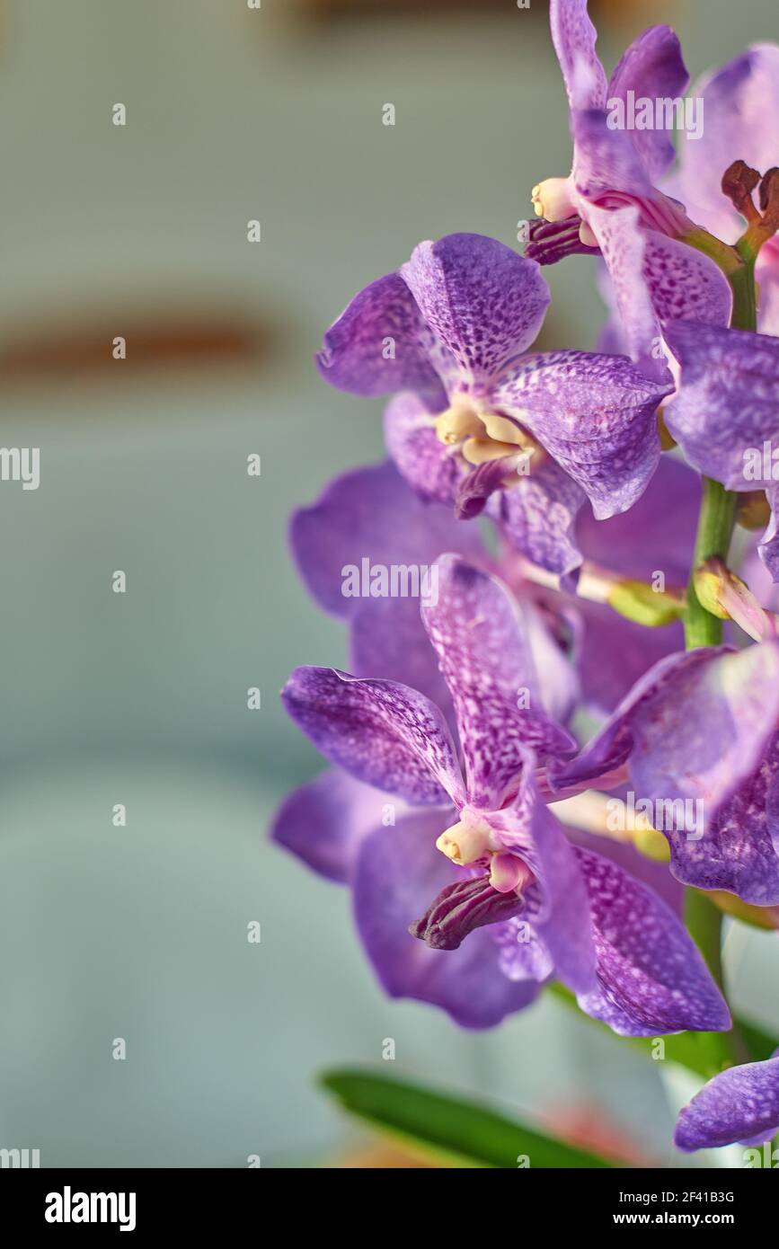 Detail of the flower of the violet vanda orchid plant, a very spring ...