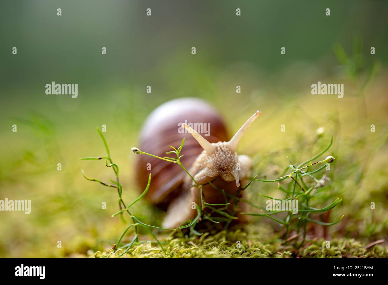 Helix pomatia also Roman snail, Burgundy snail, edible snail or ...