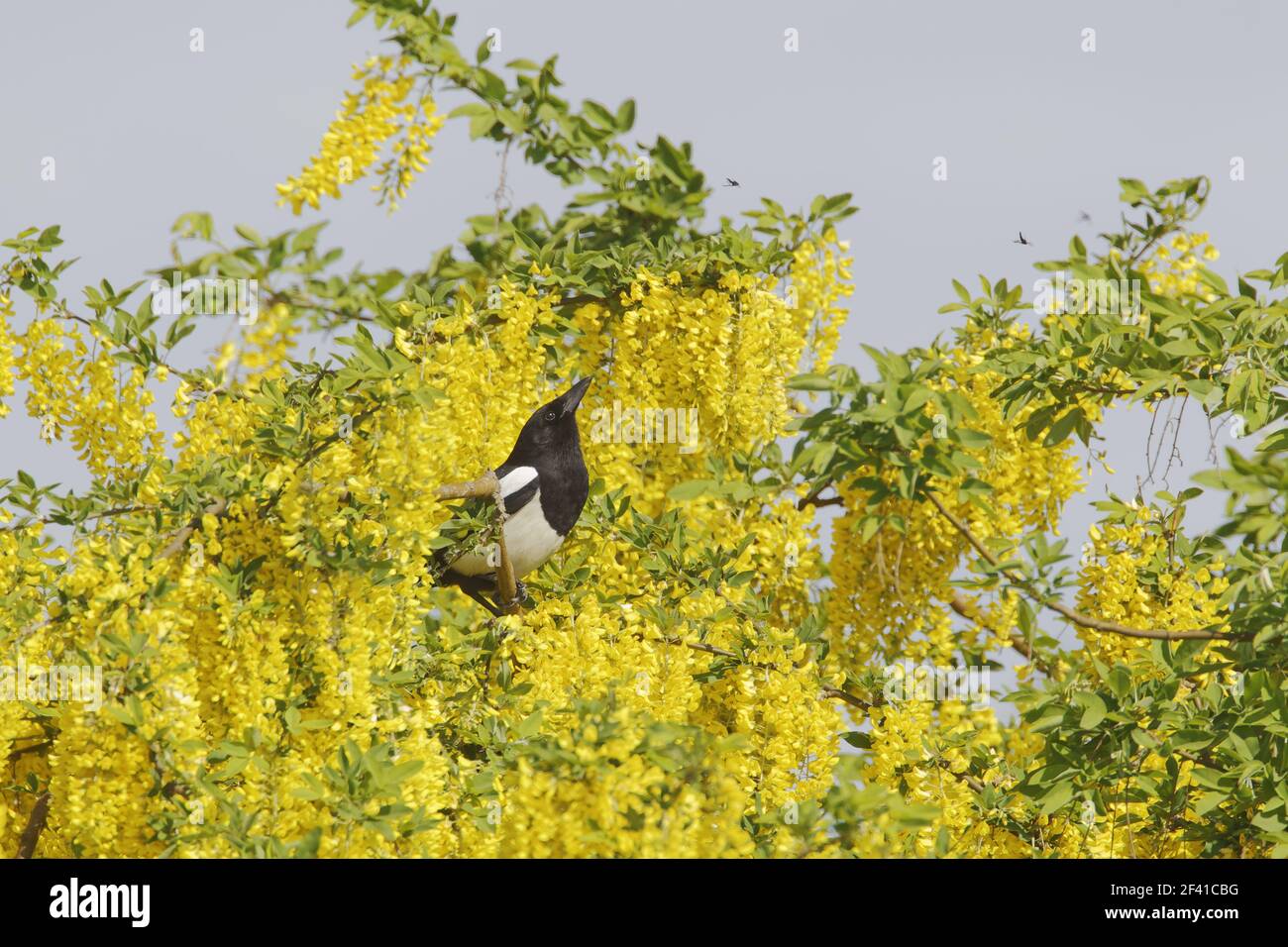 Magpies In The Garden High Resolution Stock Photography and Images - Alamy