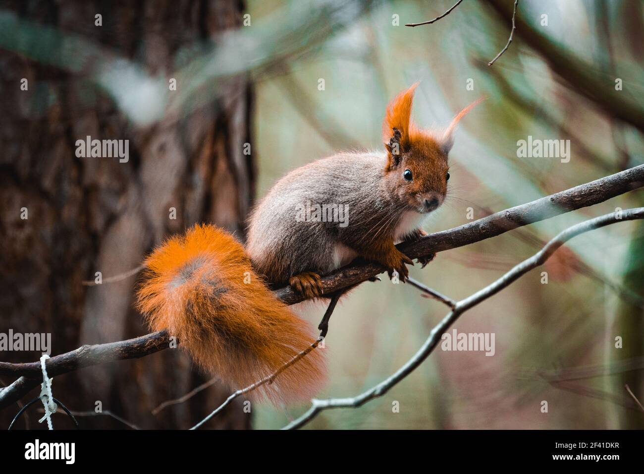 red squirrel on a tree Stock Photo - Alamy