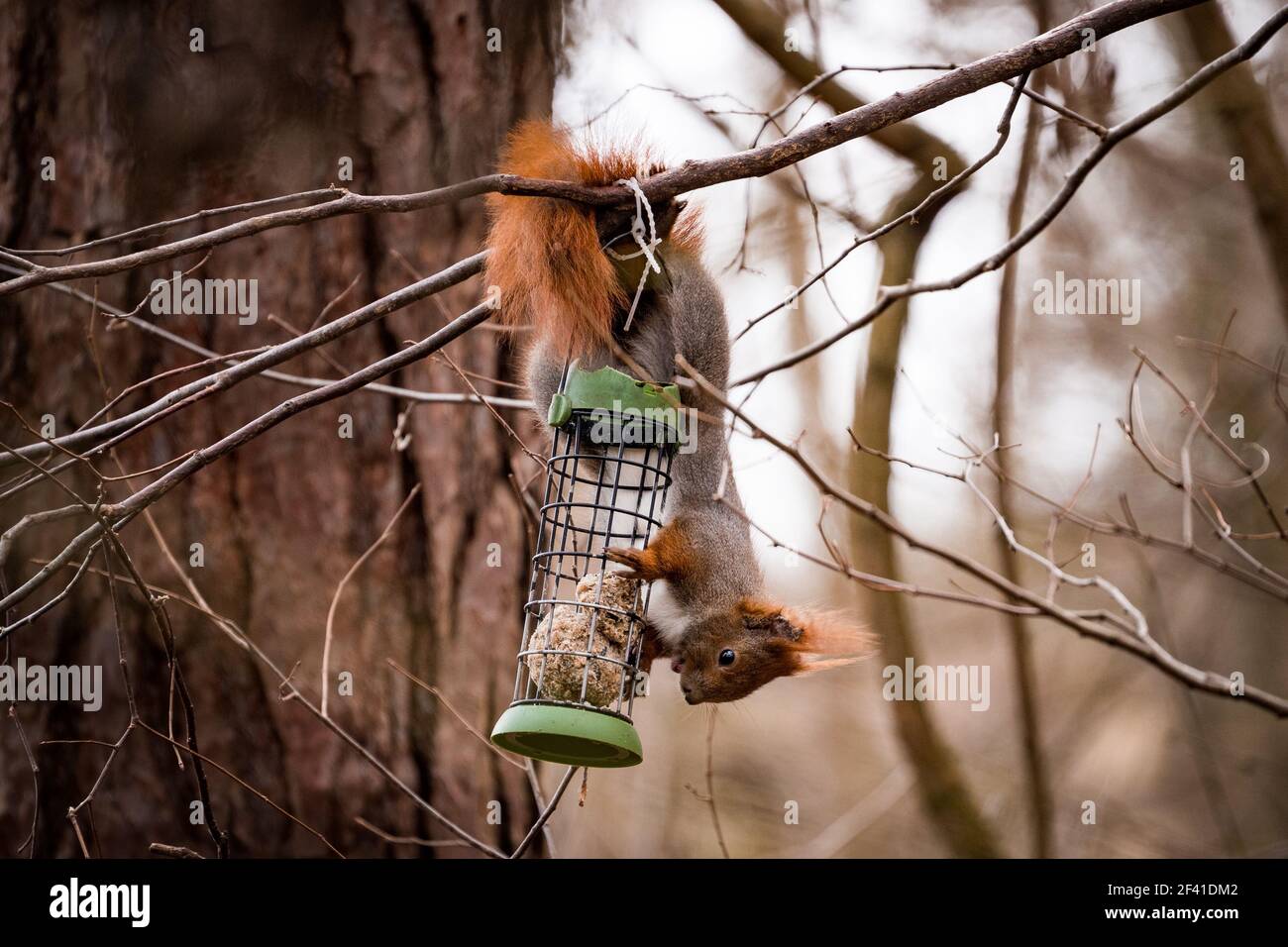 Excited robin hi-res stock photography and images - Alamy