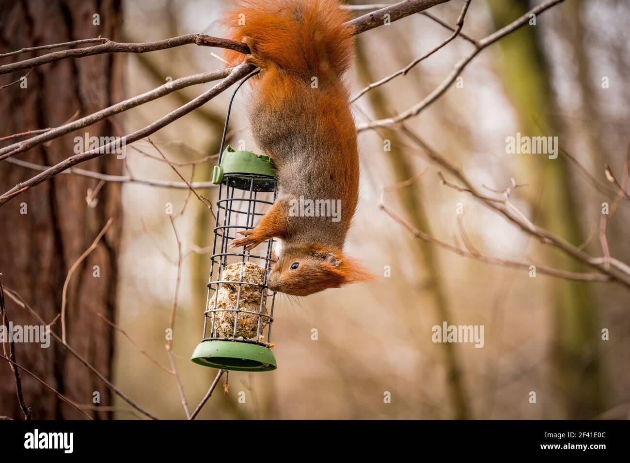 squirrel searching for food in a feeder Stock Photo - Alamy