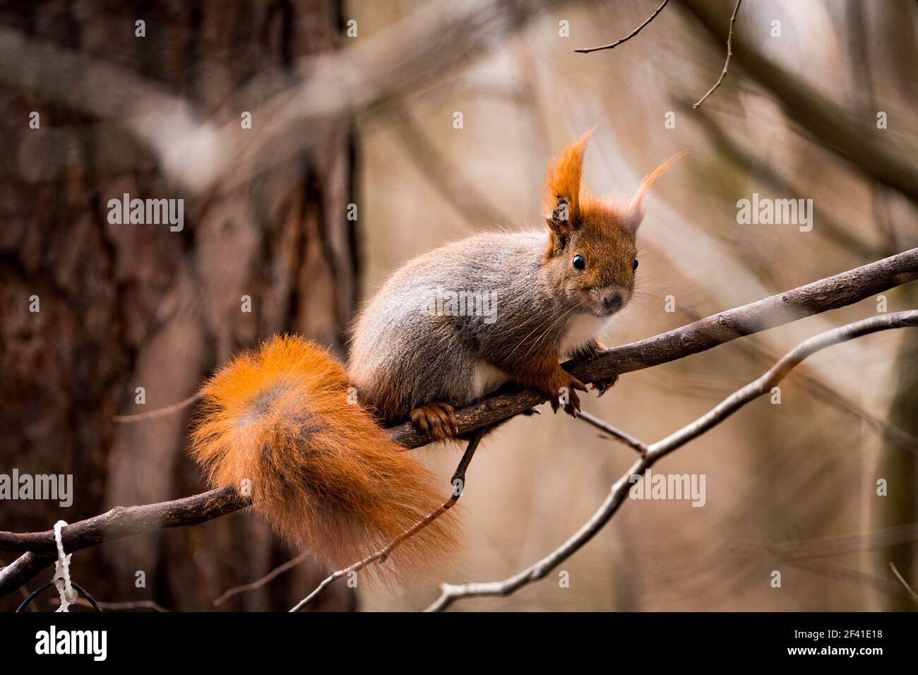red squirrel sitting on a branch of a tree Stock Photo - Alamy