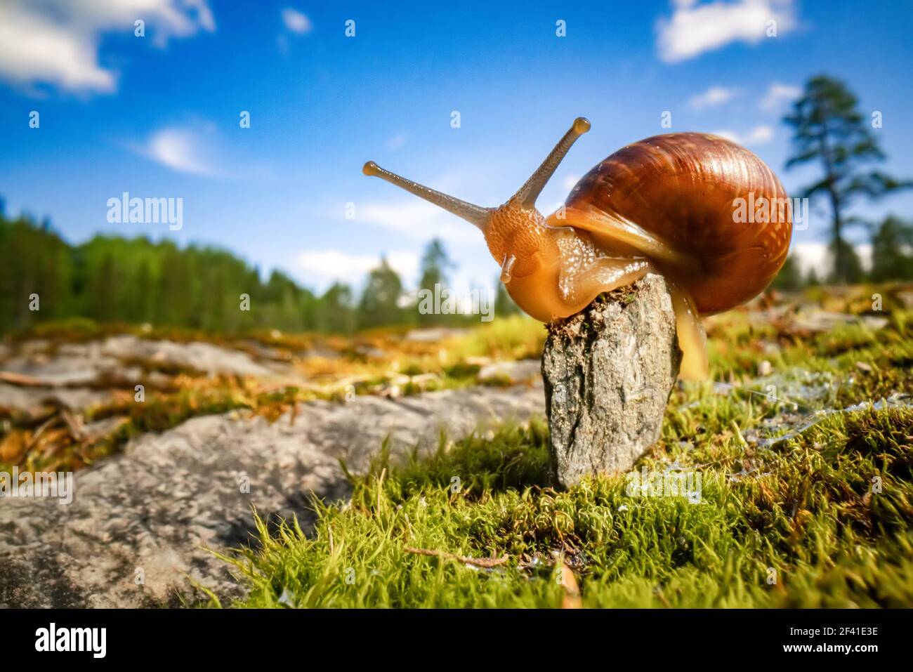Snail slowly creeping along super macro close-up Stock Photo - Alamy
