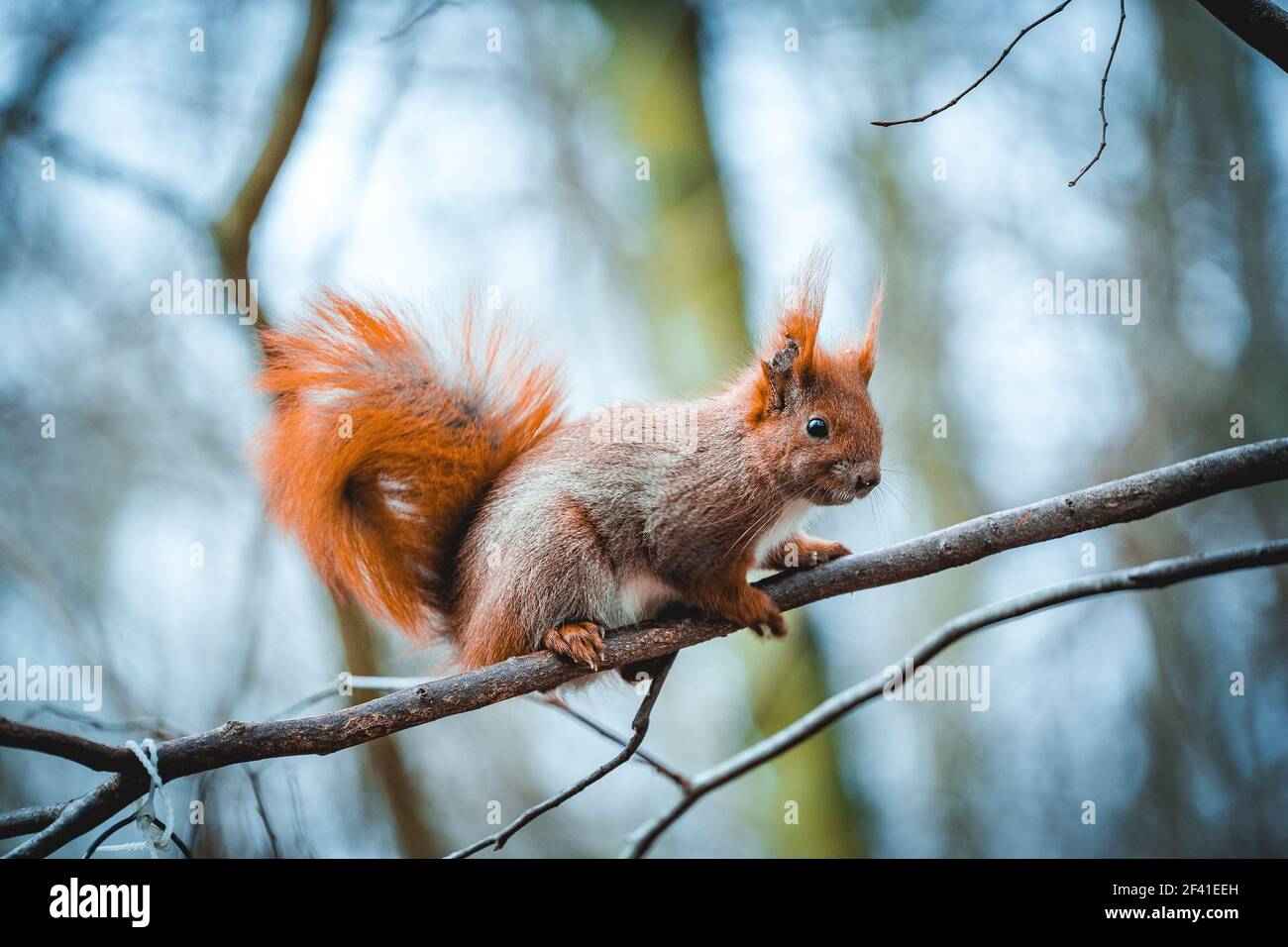 red squirrel looking down from a branch Stock Photo - Alamy