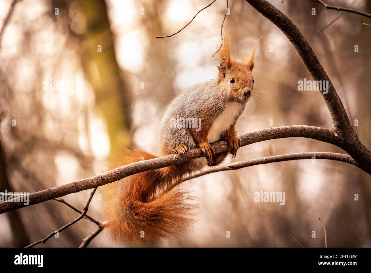 red squirrel sitting on a branch Stock Photo - Alamy
