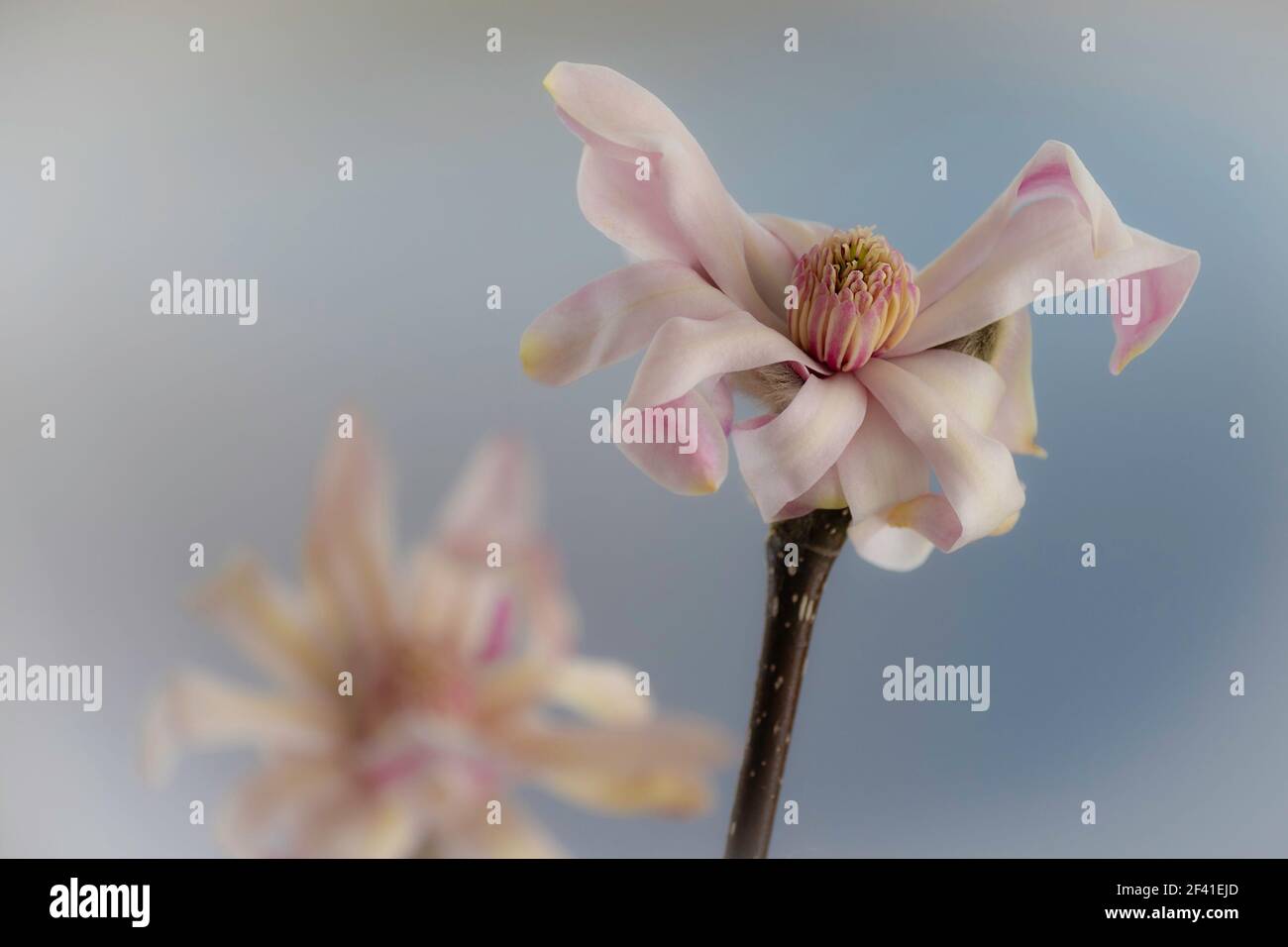 Vibrant magnolia blooms hi-res stock photography and images - Alamy