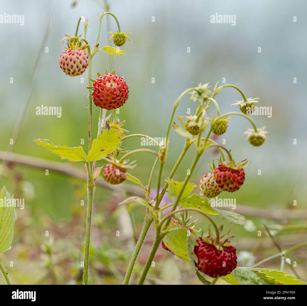 Alpine strawberries ripe hi-res stock photography and images - Alamy