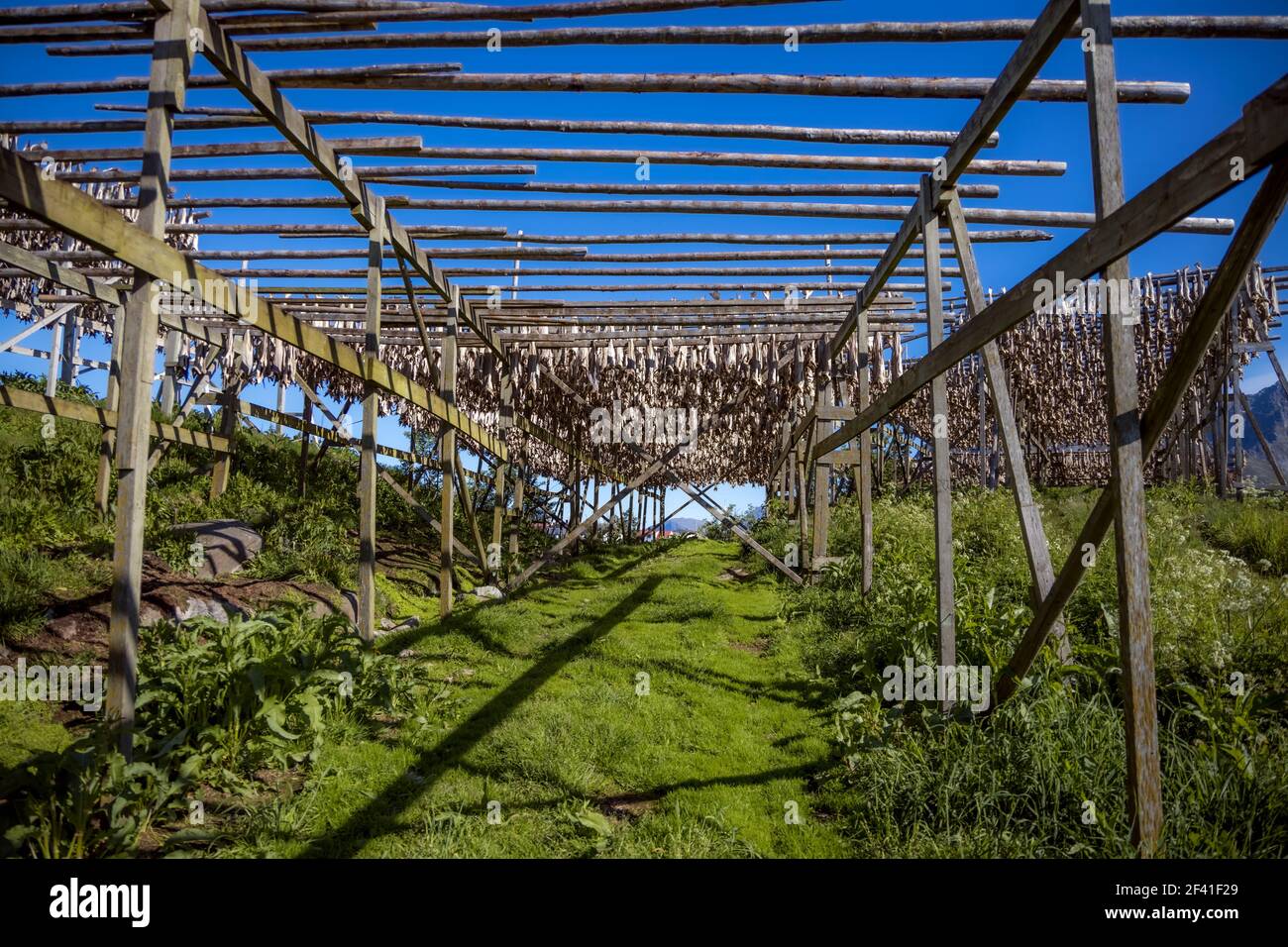 Lofoten islands fish heads drying on racks Norway Stock Photo - Alamy