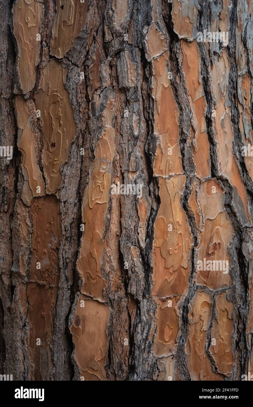 Beautiful natural tree bark pattern. Close up of a tree. Natural ...