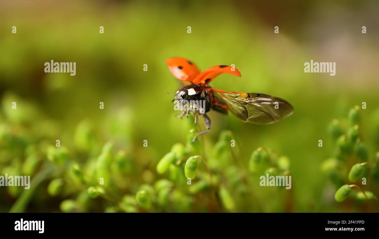 Close-up wildlife of a ladybug in the green grass in the forest ...