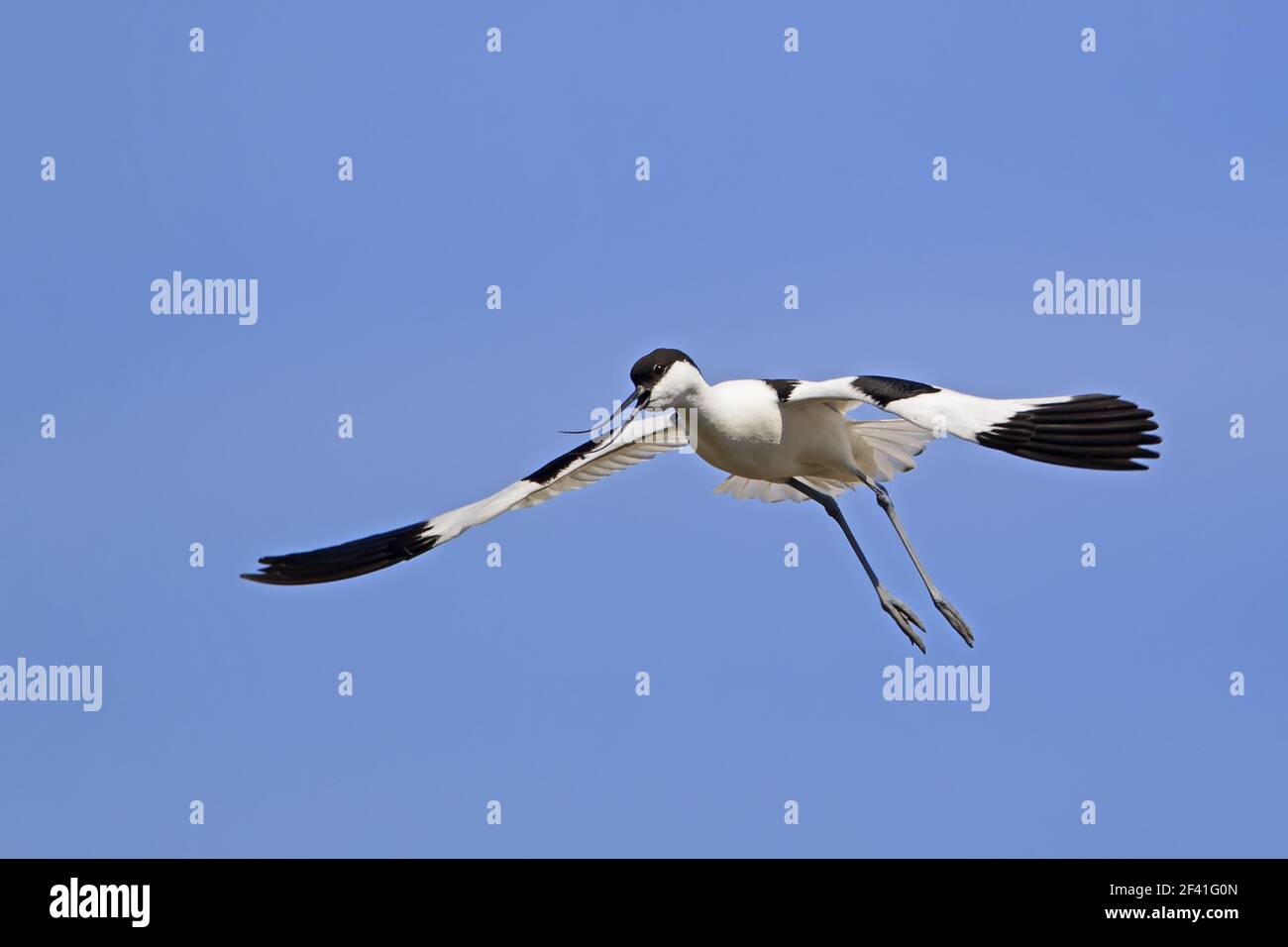 Avocet - in flightRecurviostra avosetta Minsmere RSPB Reserve Suffolk ...