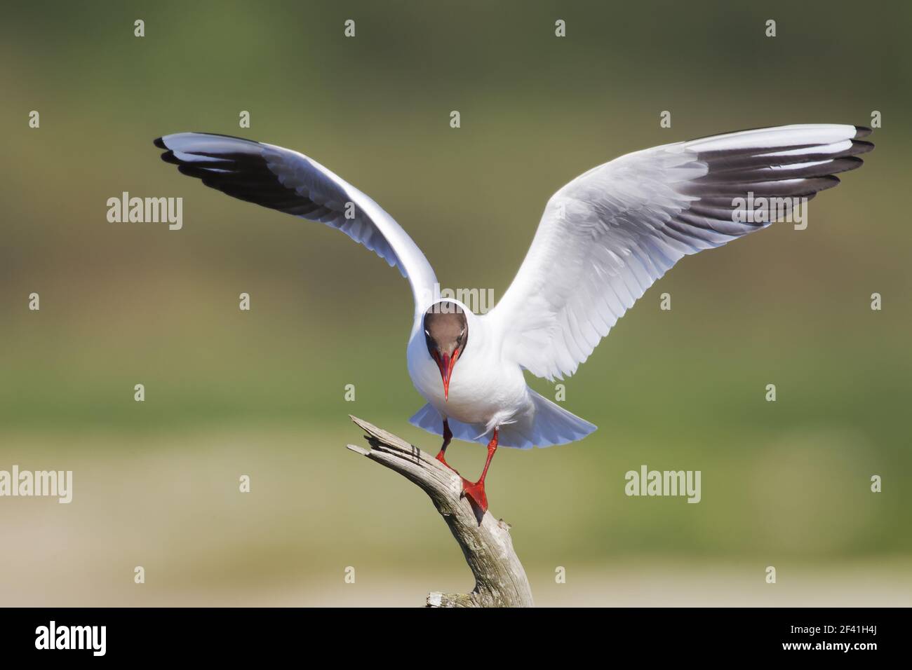Black-headed Gull - balancing on perchLarus ridibundus Minsmere RSPB ...