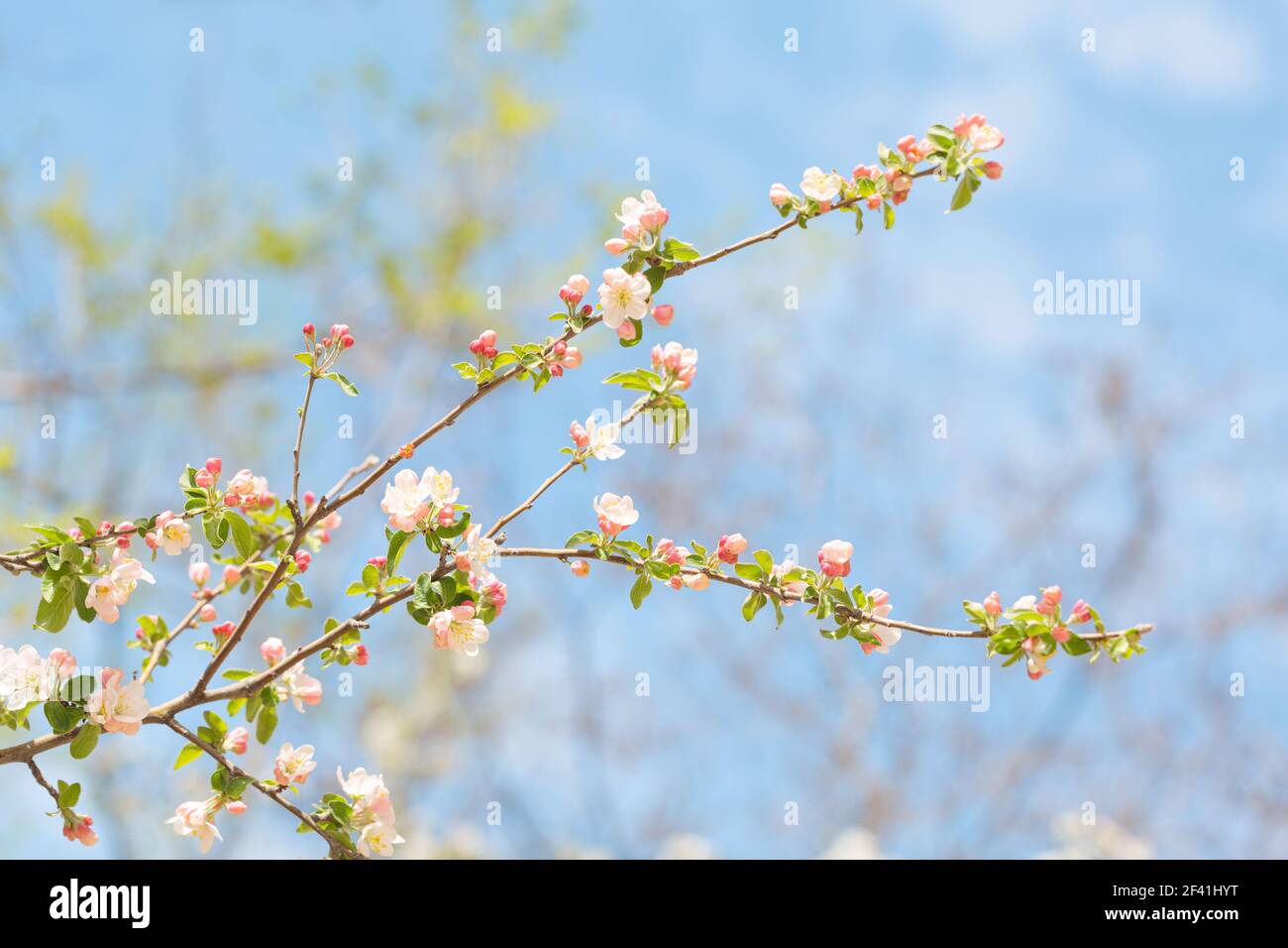 Apple tree branches in flowers. Spring background Stock Photo - Alamy