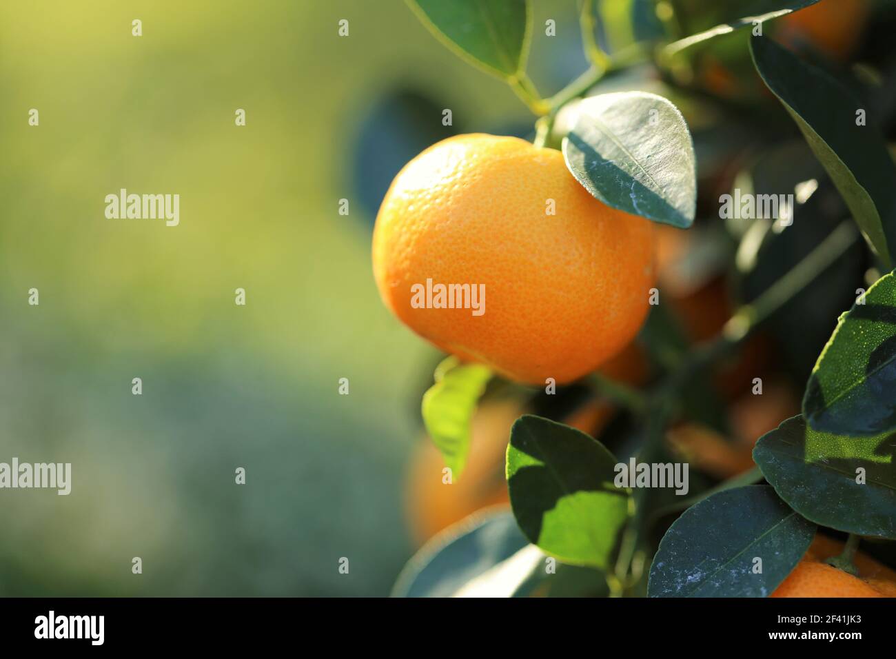 Mandarin orange tree hi-res stock photography and images - Alamy