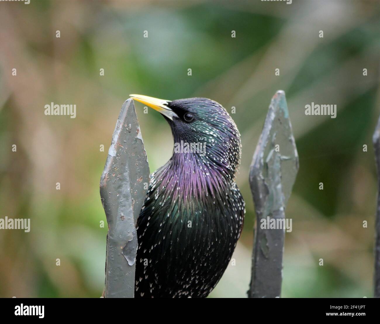 Starling -Sturnus vulgaris on railings in Hyde Park, London Stock Photo ...