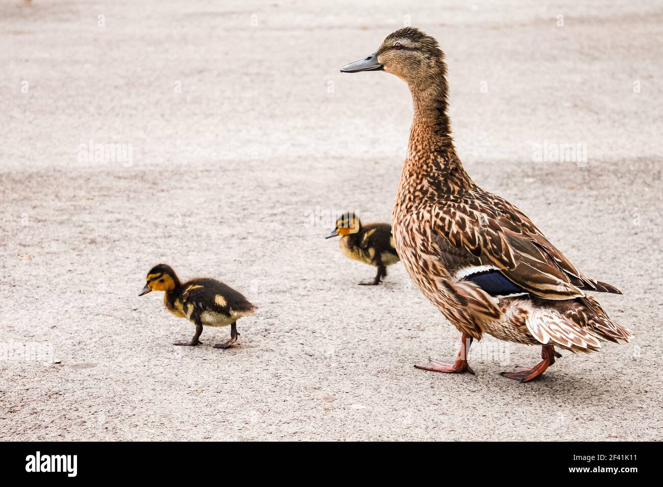 Running duck at sunrise hi-res stock photography and images - Alamy