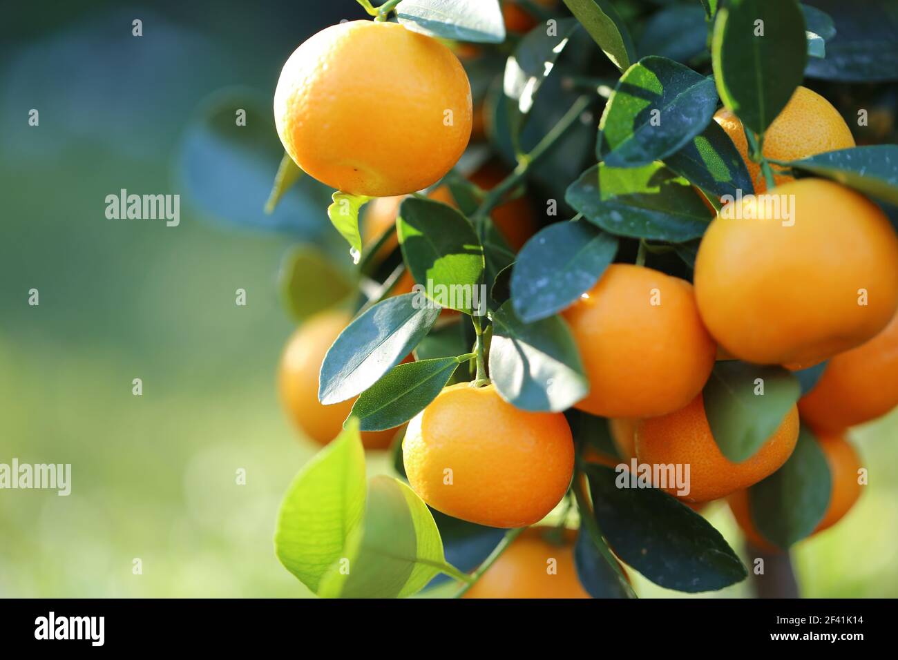 Mandarin orange tree hi-res stock photography and images - Alamy