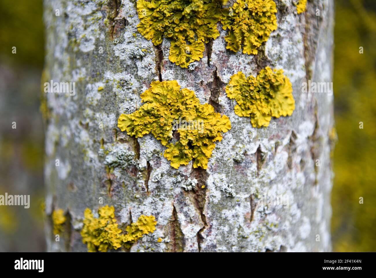 Bright yellow fungi on tree trunk hi-res stock photography and images ...