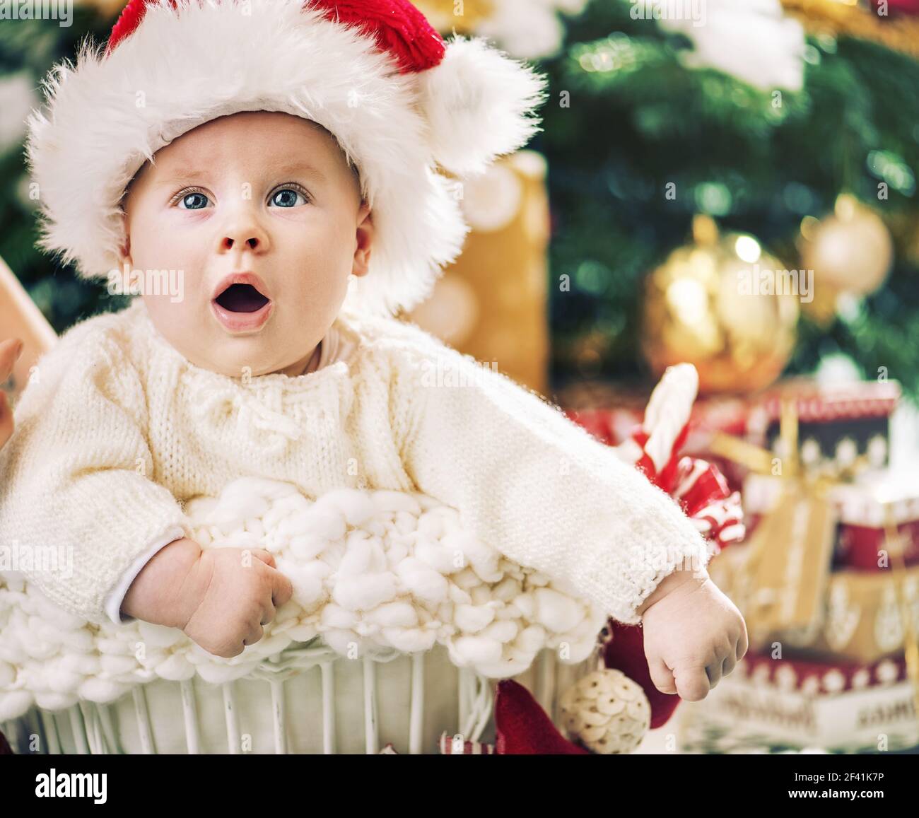 Young red pine tree hi-res stock photography and images - Alamy