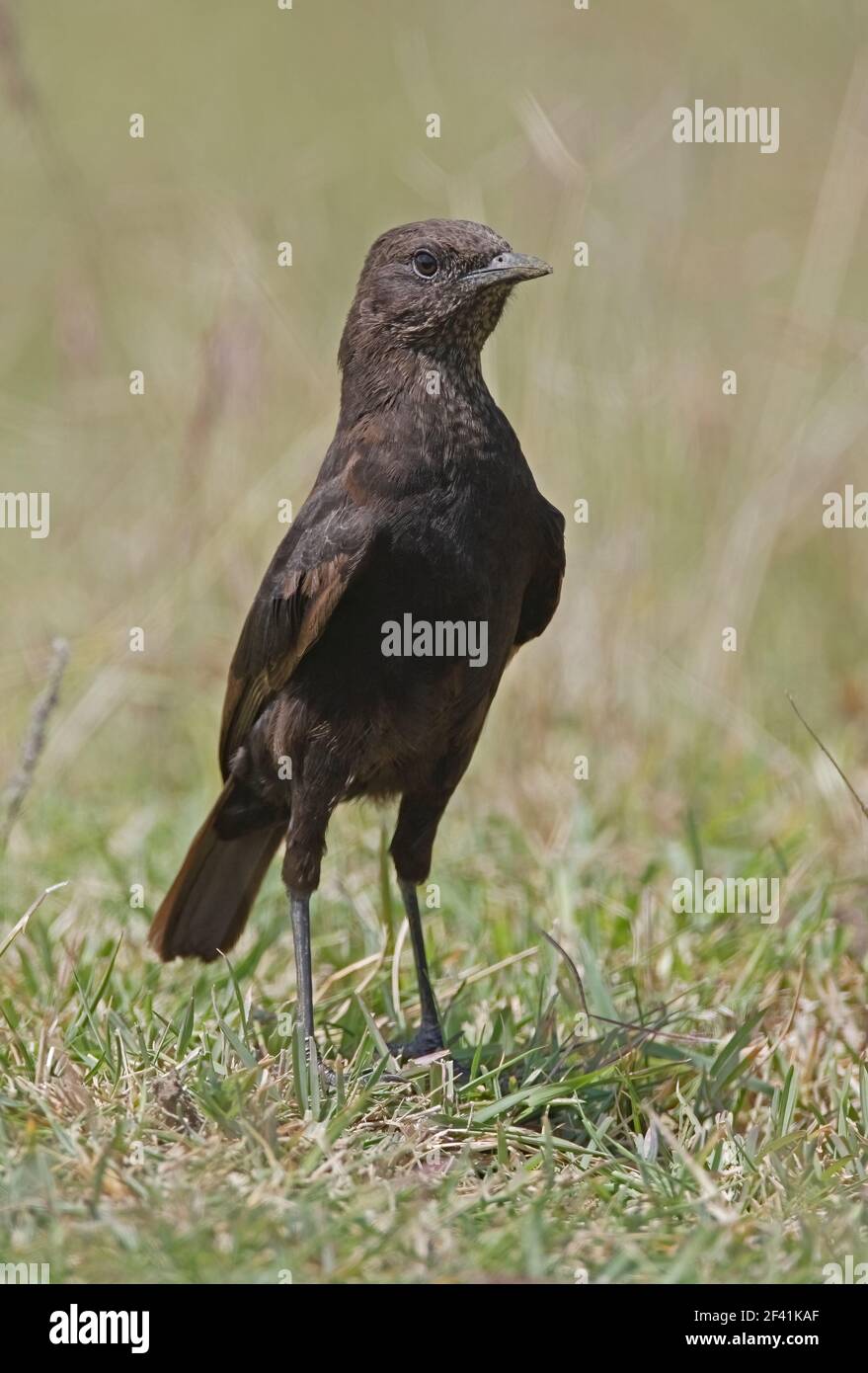 Myrmecocichla aethiops hi-res stock photography and images - Alamy