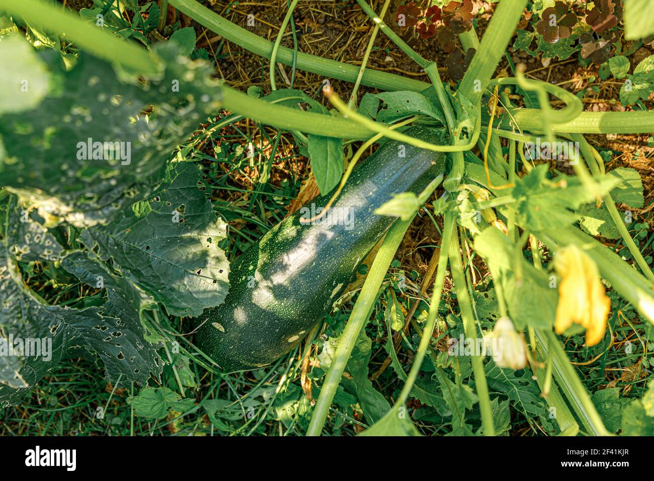Gardening and agriculture concept. Female farm worker hand harvesting ...