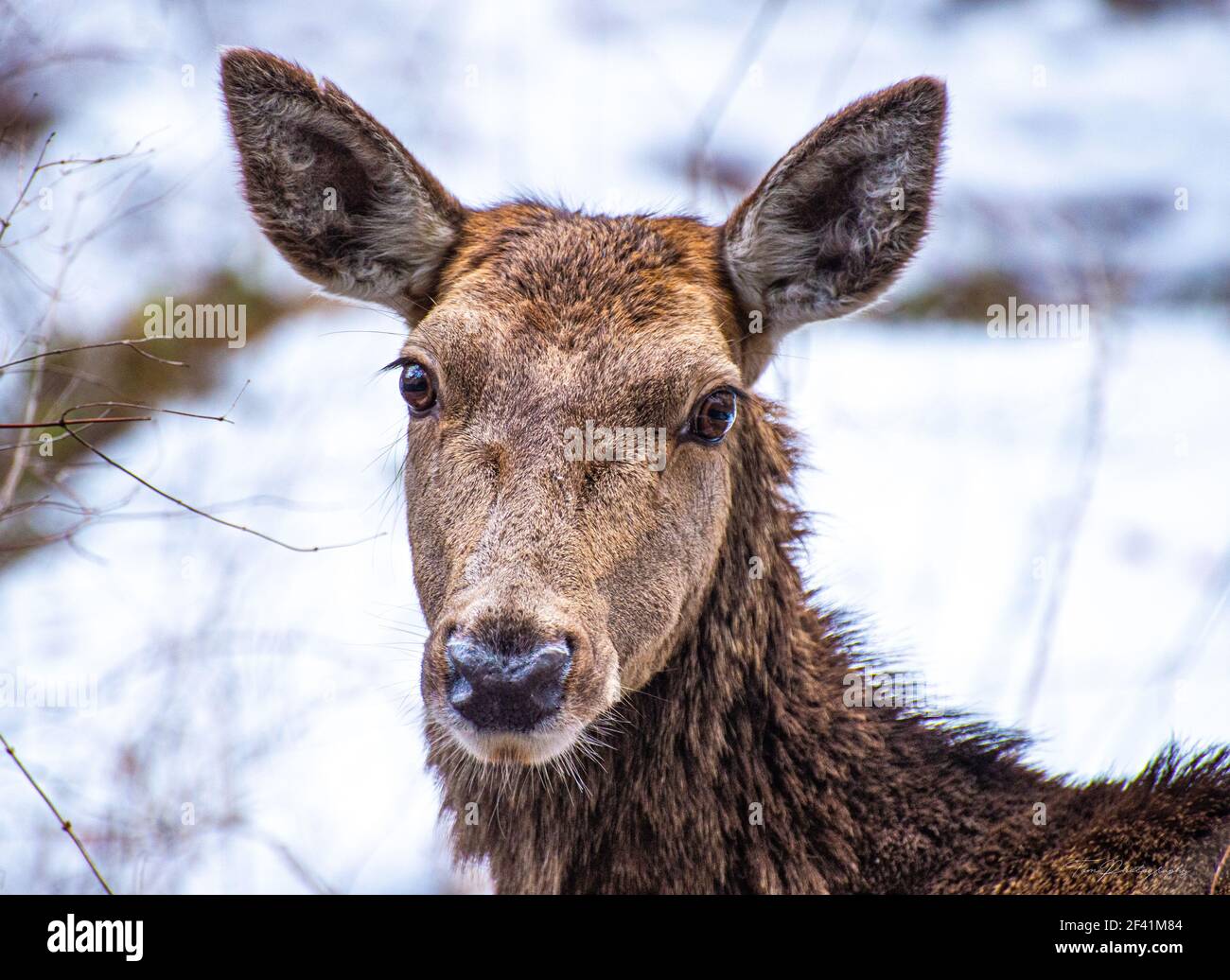 Perking up ears hi-res stock photography and images - Alamy