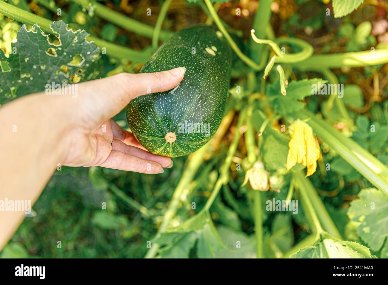 Gardening and agriculture concept. Female farm worker hand harvesting ...