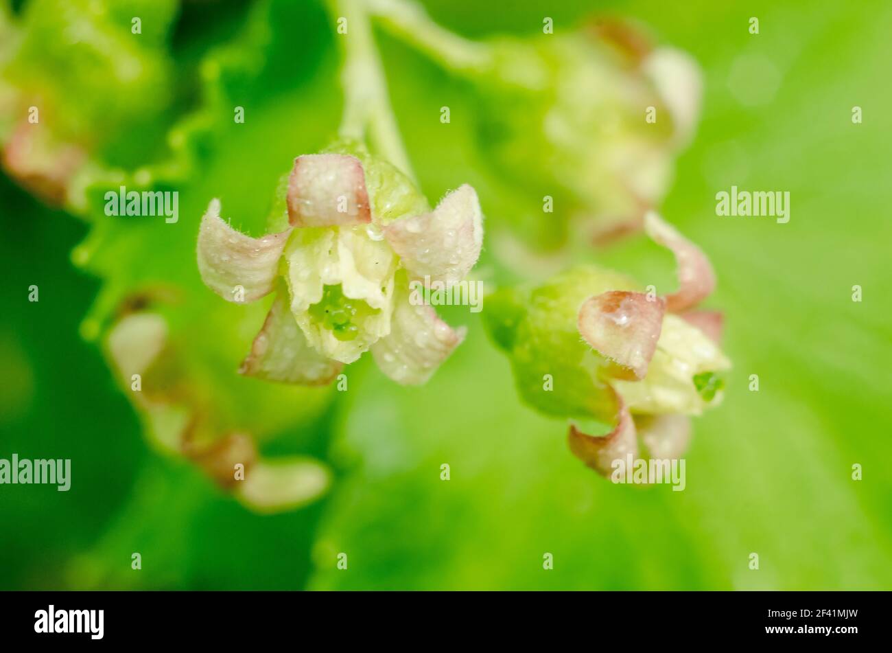 Black currant flowers close up on green background with selective focus ...