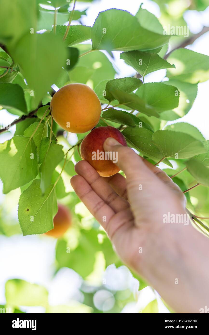 Harvesting of apricots. Woman's hand pick a ripe apricot from a tree ...