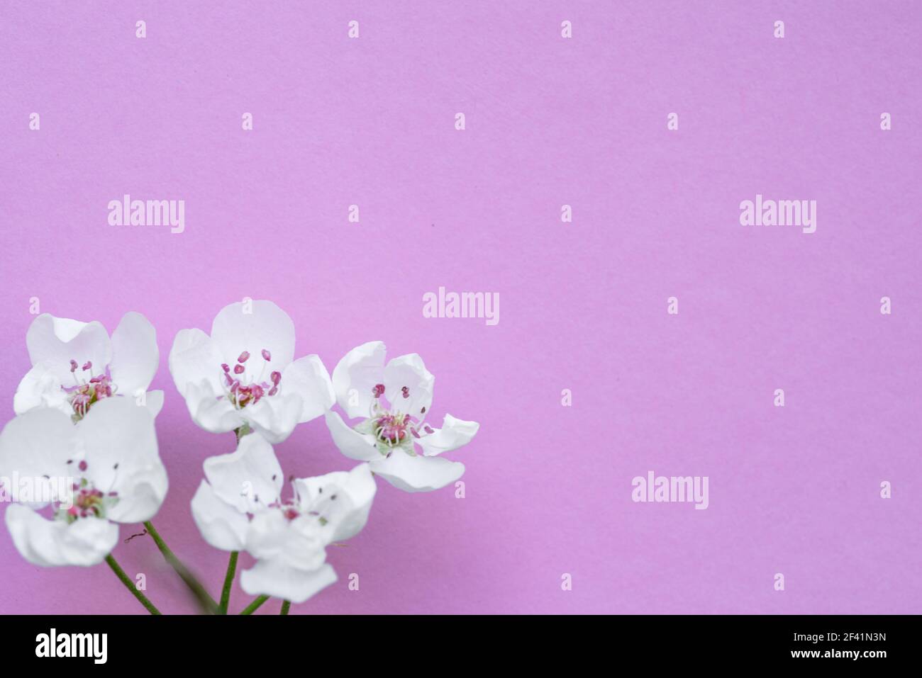Violet paper blank and flowers of cherry tree on it Stock Photo - Alamy