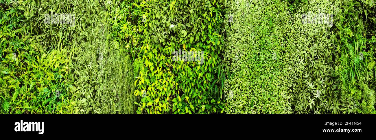 Green various creeper fern and lush plant on wall. Nature and ...
