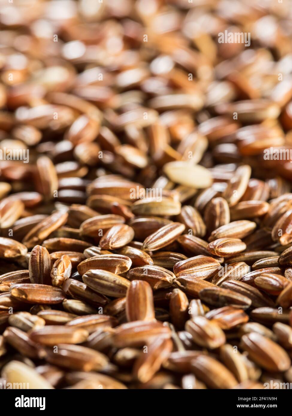 Brown rice - whole grain rice with outer hull or husk. Close-up Stock ...