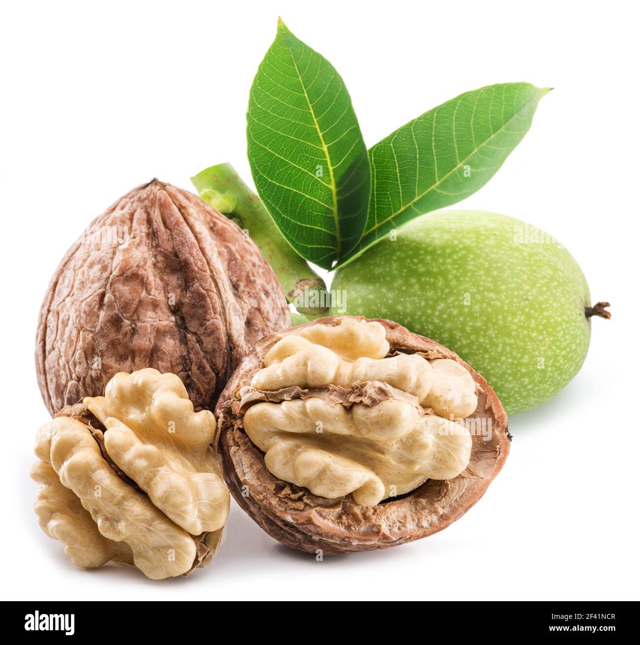 Walnuts and walnuts in green husk with leaves isolated on white ...