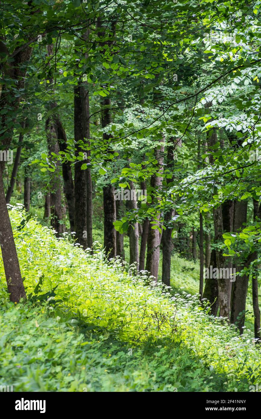 Green summer deciduous forest in the sun lights Stock Photo - Alamy