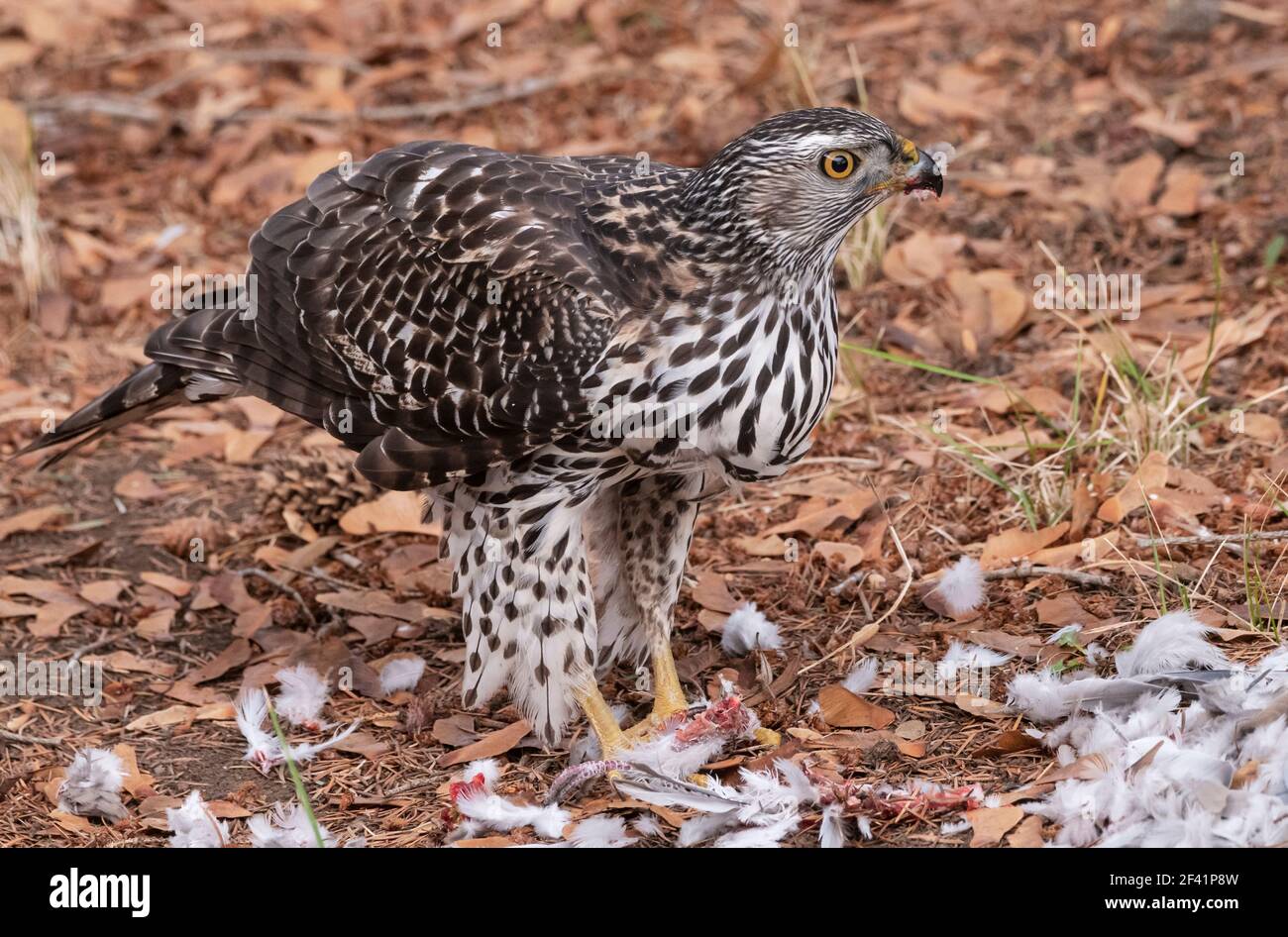 Northern goshawk america hi-res stock photography and images - Alamy
