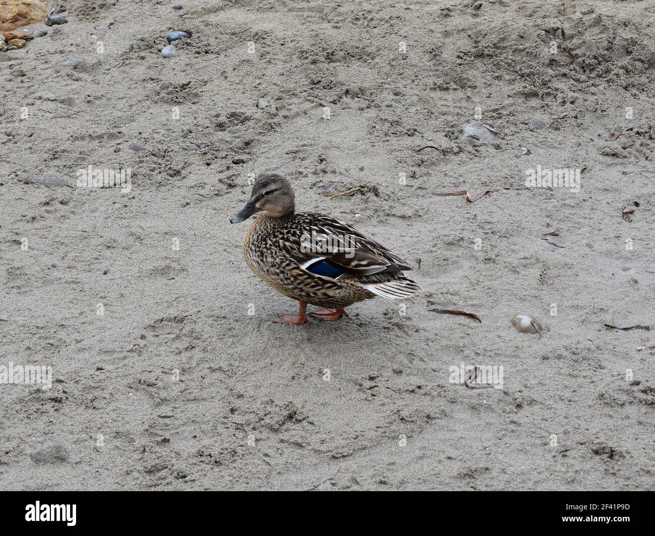 Duck in the sand Stock Photo - Alamy