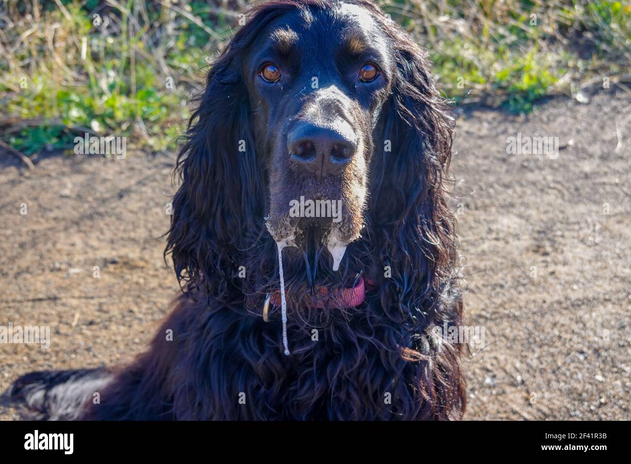 Gordon Setter dog drooling / dribbling Stock Photo - Alamy