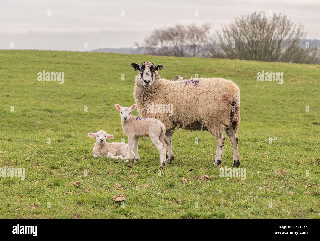 Ewe and two lambs Stock Photo - Alamy