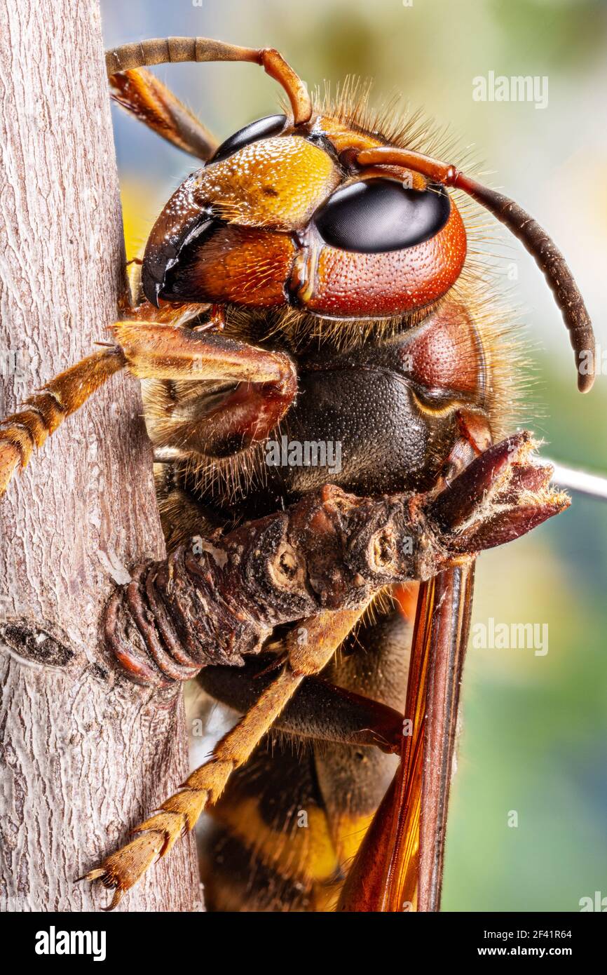 Macro shot of hornet insect in nature. Top margin of the head and all ...