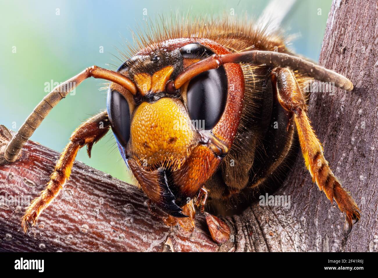 Micro shot of hornet insect. Top margin of the head and part of head ...