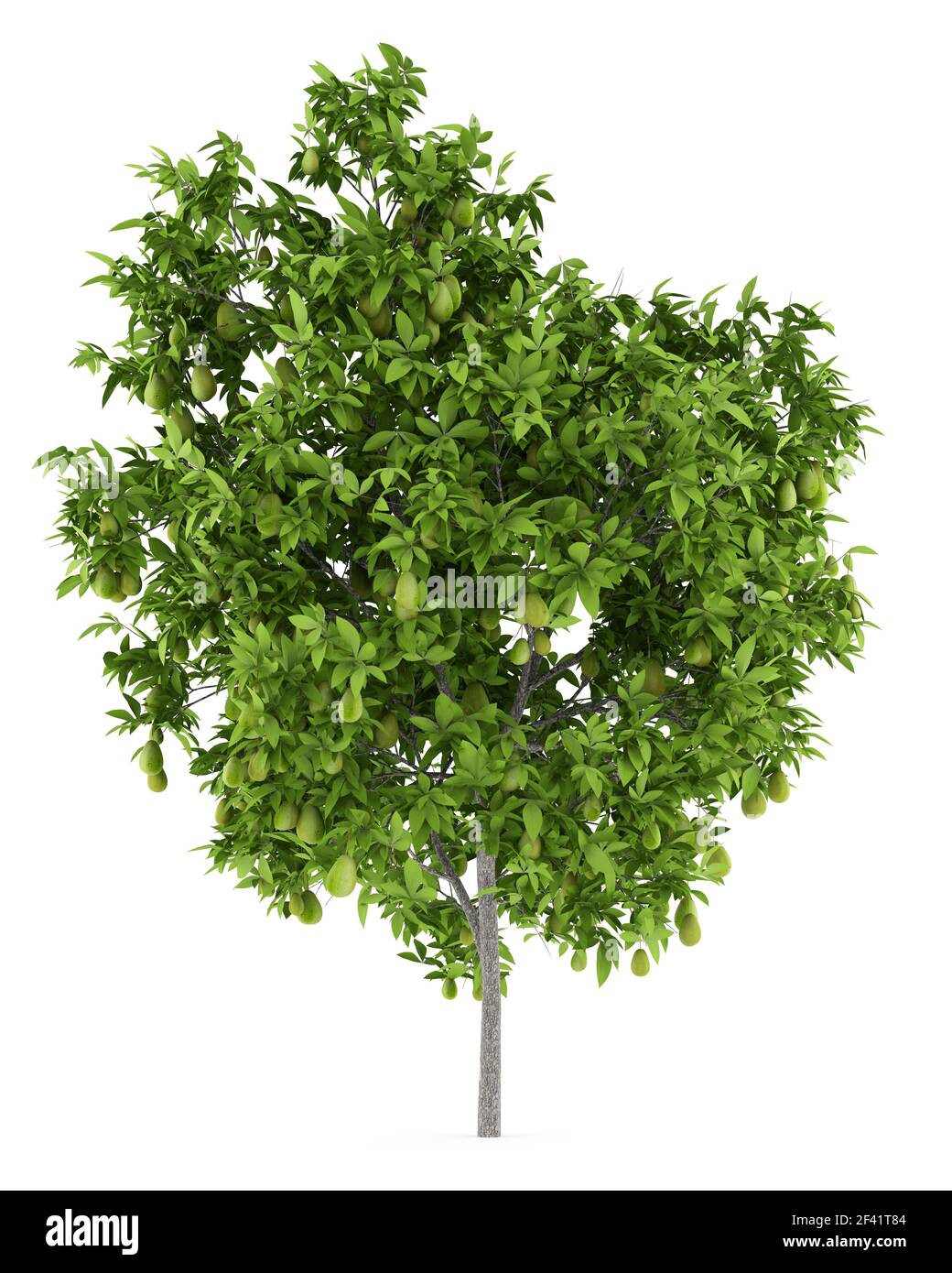 avocado tree with avocados isolated on white background. 3d ...