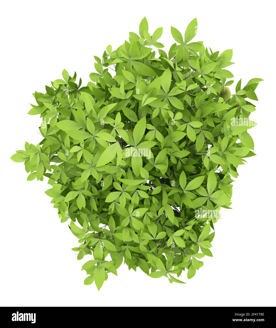 avocado tree with avocados isolated on white background. top view. 3d ...