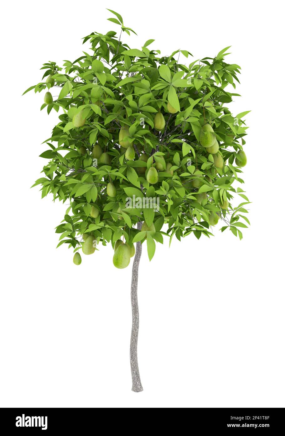 avocado tree with avocados isolated on white background. 3d ...