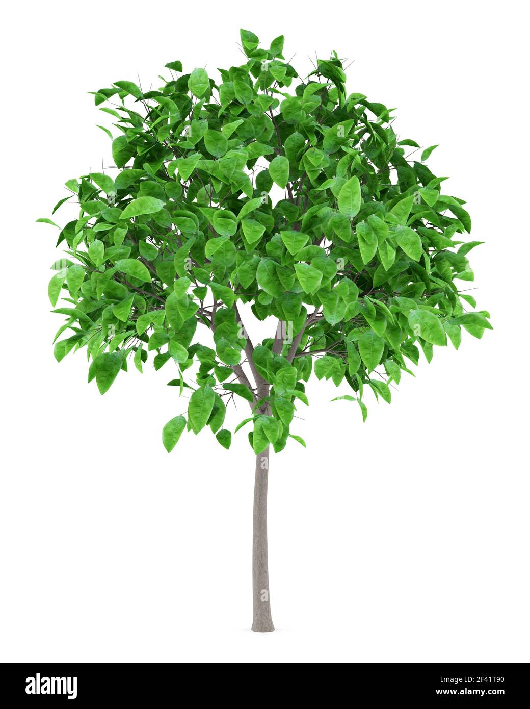 grapefruit tree isolated on white background. 3d illustration Stock ...