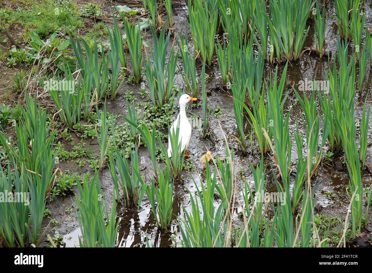 Small white duck with yellow feathered baby duck outdoors Stock Photo ...