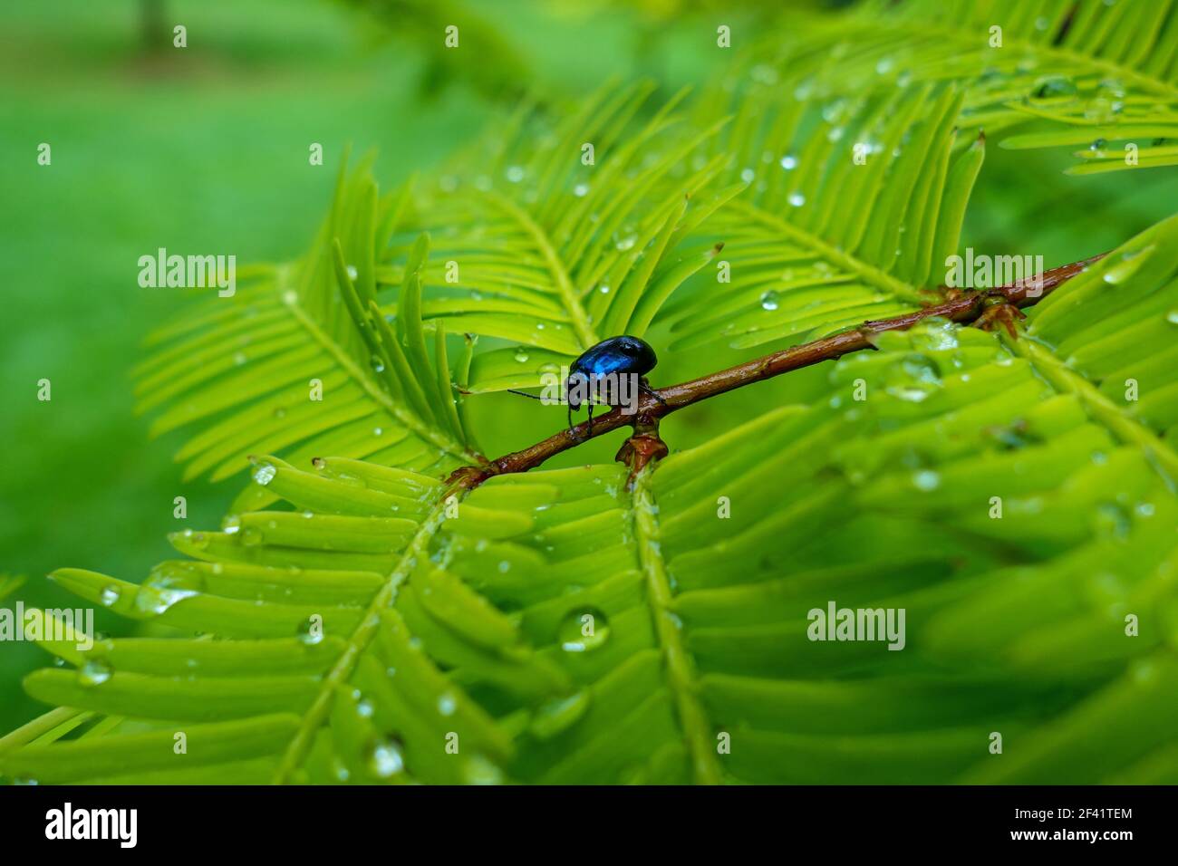 Blue Mint Beetle (Chrysolina coerulans) on the leaves of a Metasequoia ...