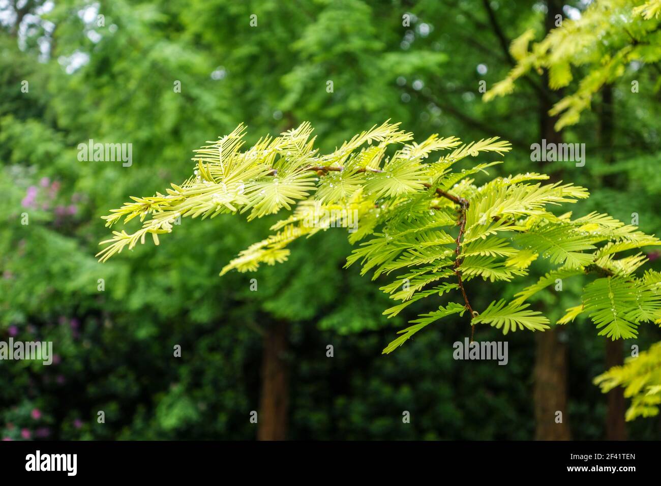 Dawn redwood tree hi-res stock photography and images - Alamy