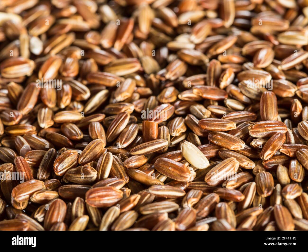 Brown rice - whole grain rice with outer hull or husk. Close-up Stock ...