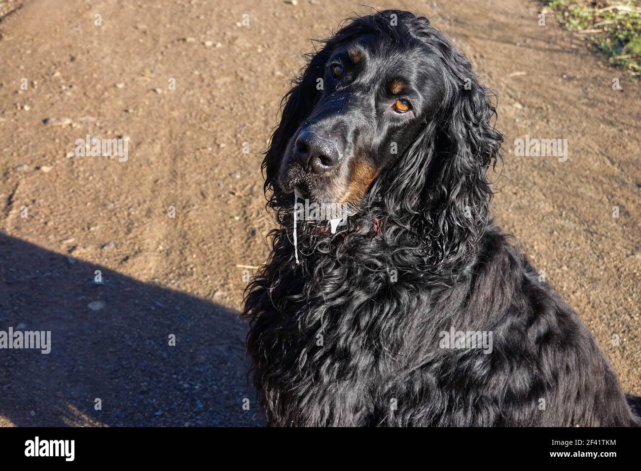 Dog dribbling hi-res stock photography and images - Alamy